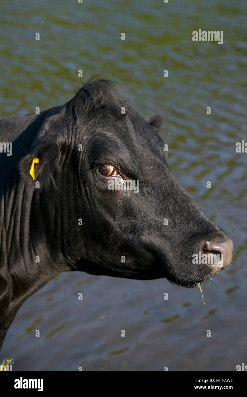 Cows next to the river Trent, Notthinghamshire Stock Photo - Alamy