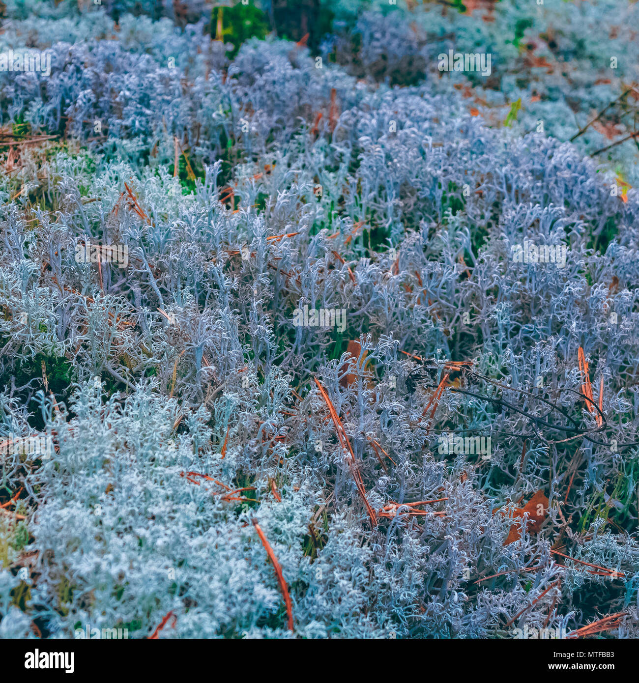 Blue lush moss in a Central Europe forest. Texture of nature Stock ...