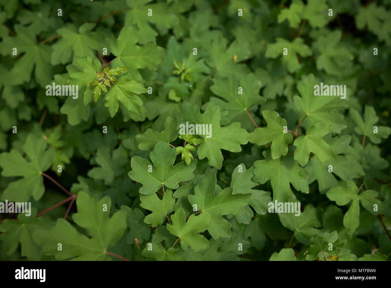 Common Maple Acer Campestre High Resolution Stock Photography and ...