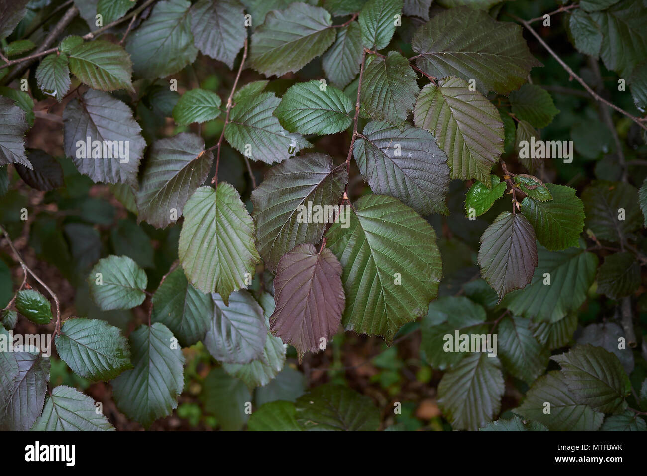 Corylus maxima hi-res stock photography and images - Alamy