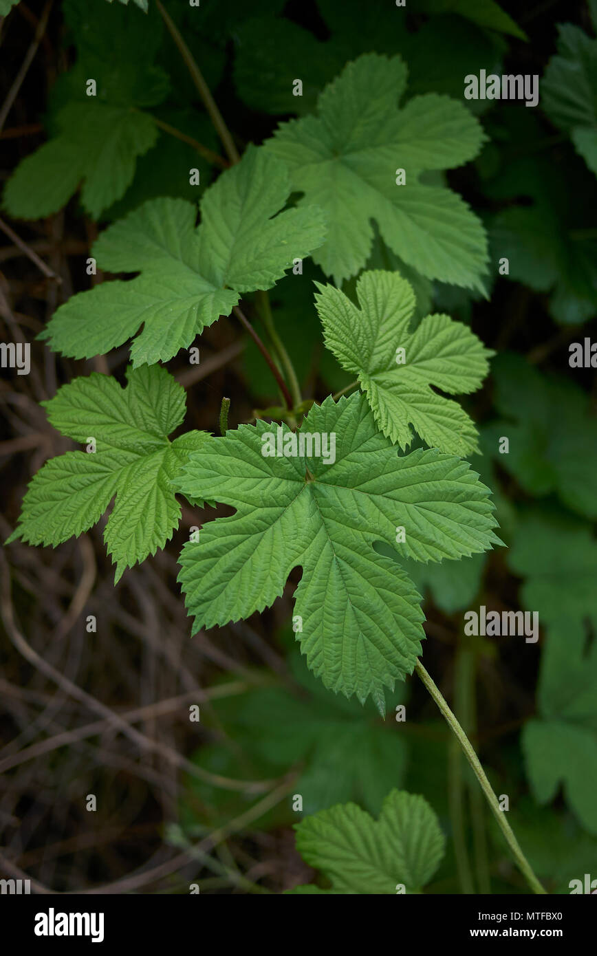 Humulus lupulus spring hi-res stock photography and images - Alamy