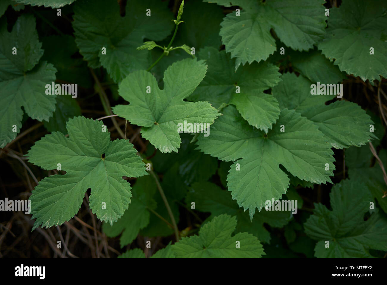 Humulus lupulus spring hi-res stock photography and images - Alamy