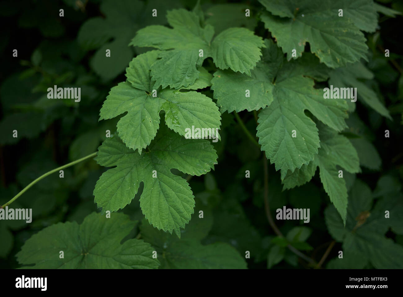 Humulus lupulus spring hi-res stock photography and images - Alamy