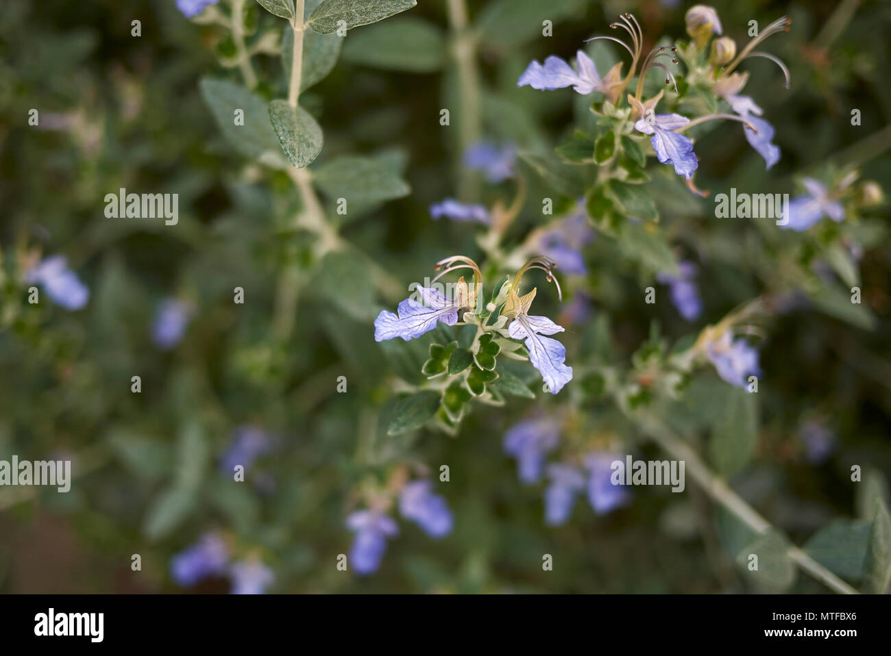 Teucrium fruticans flower hi-res stock photography and images - Alamy