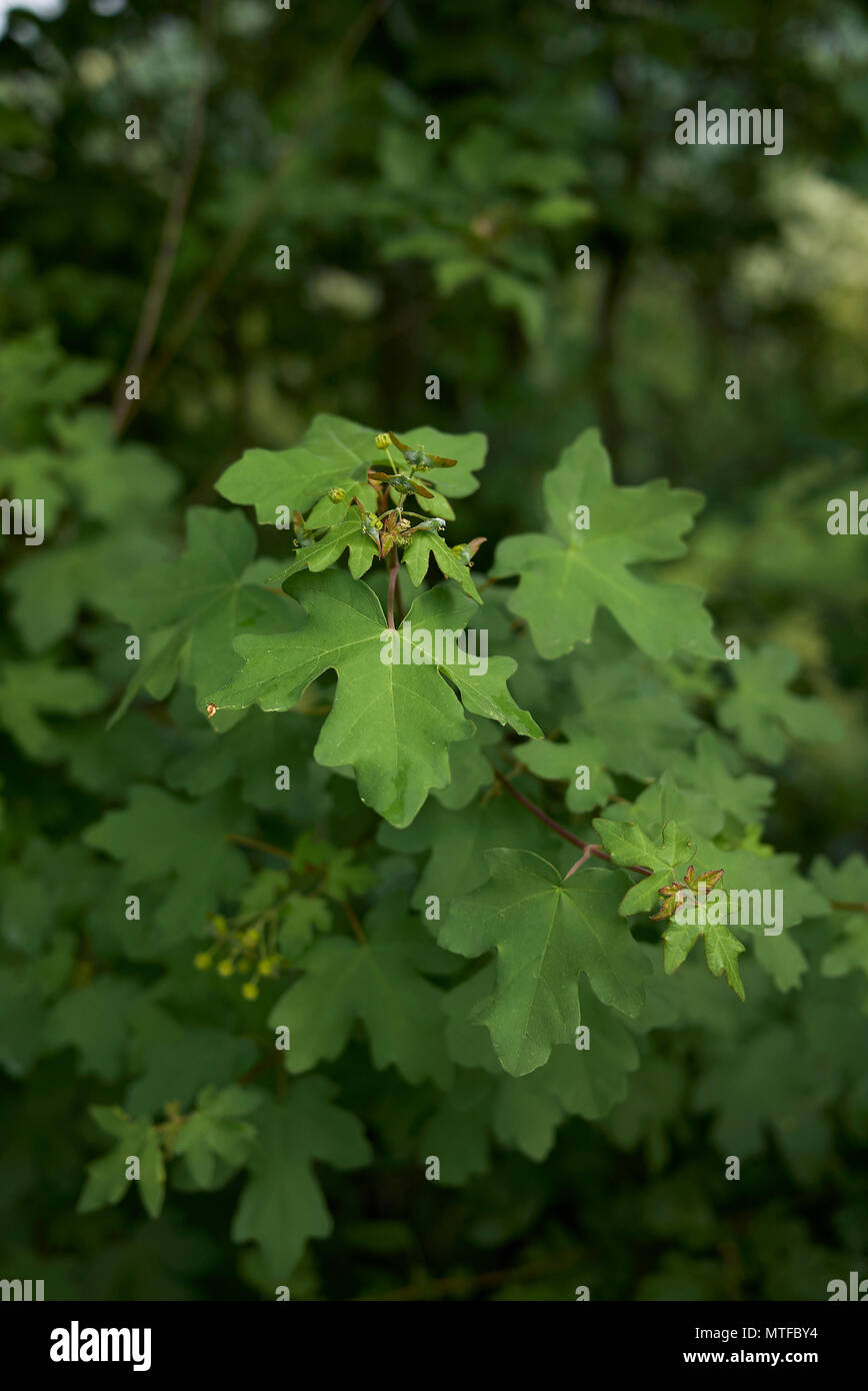Common maple acer campestre hi-res stock photography and images - Alamy