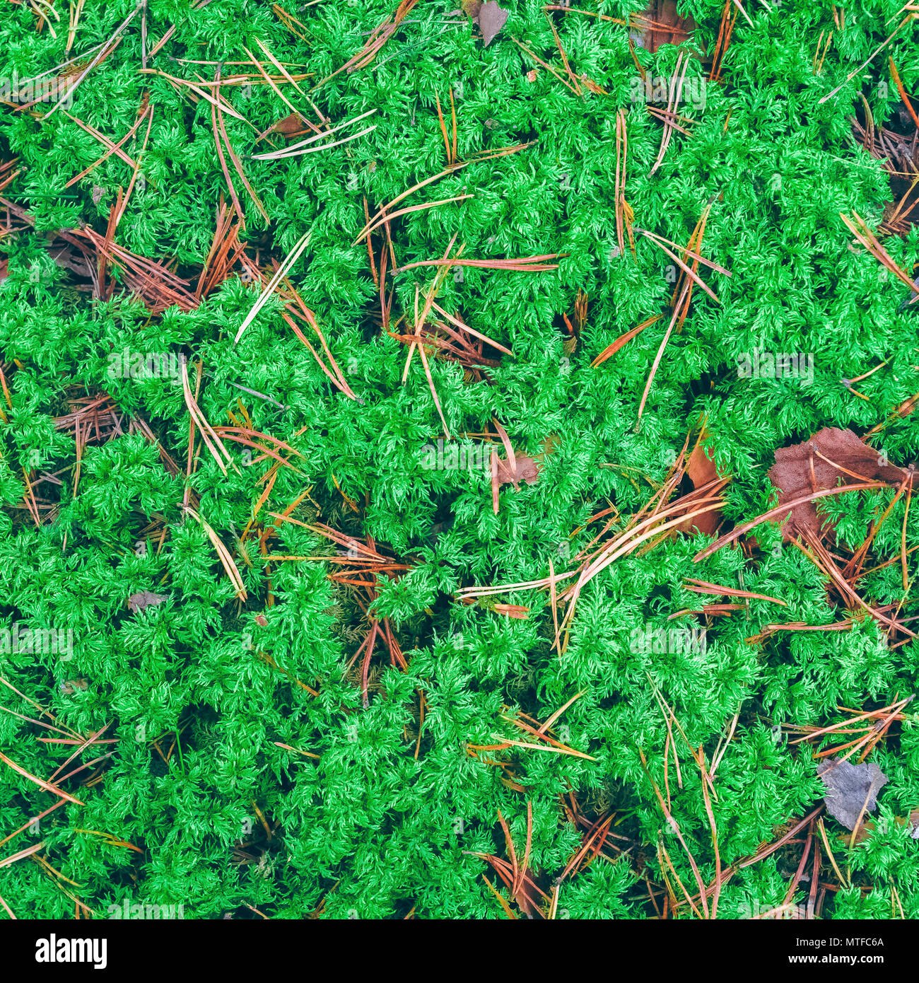 Green lush moss in a Central Europe forest. Texture of nature Stock ...