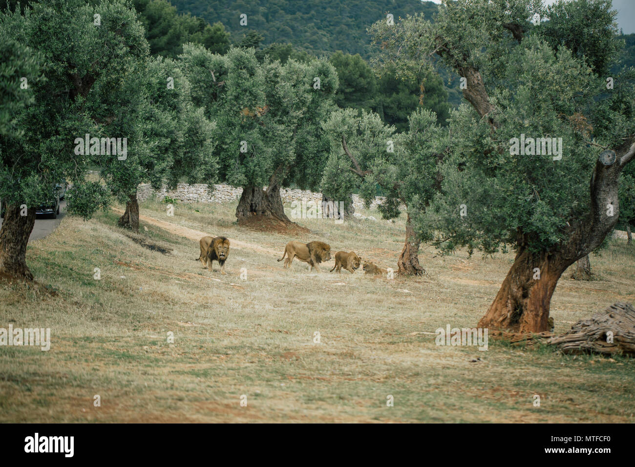 Lions in the in Fasano apulia Italy Stock Photo - Alamy