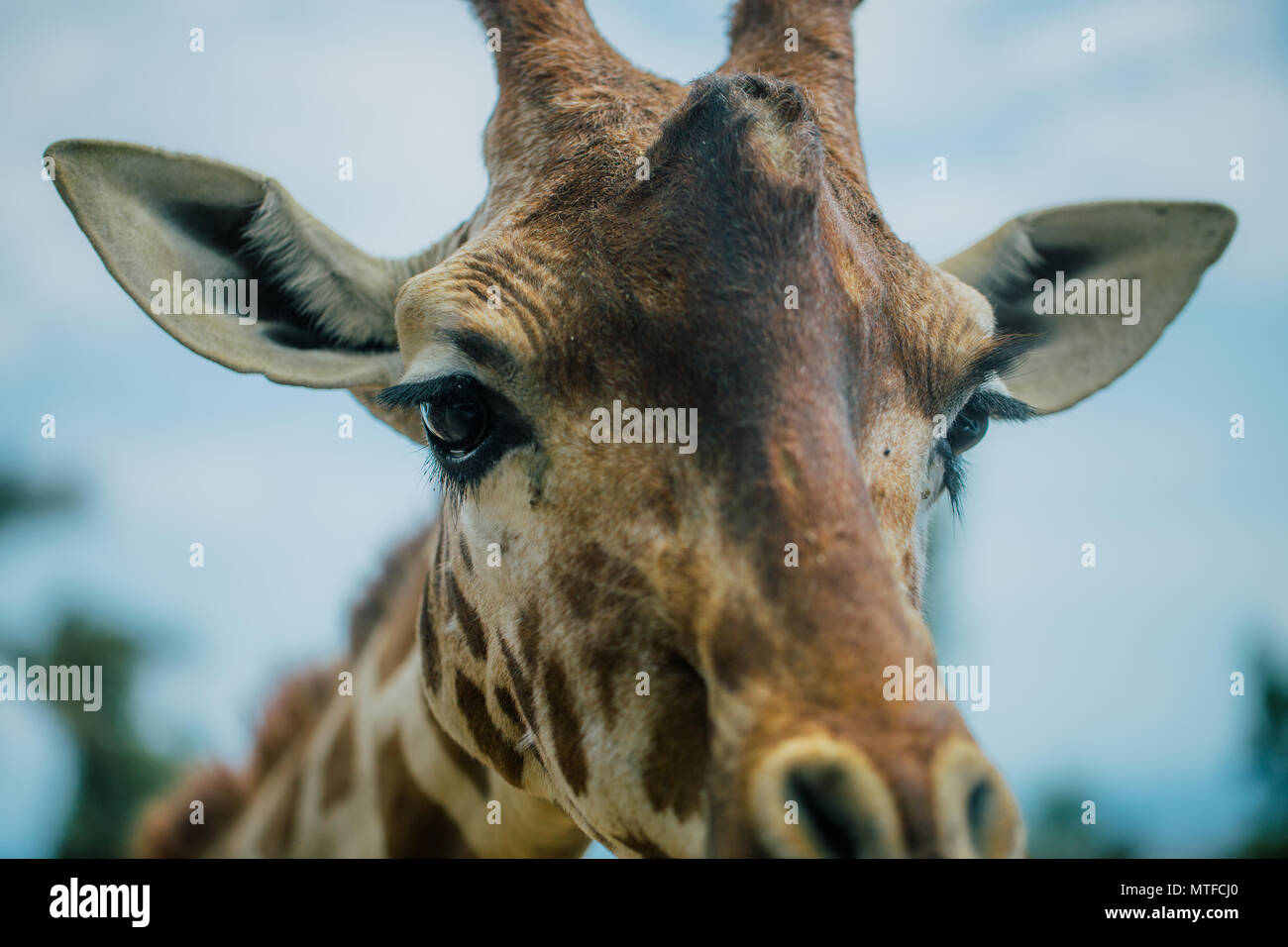 Giraffe in Fasano apulia safari zoo Italy Stock Photo - Alamy