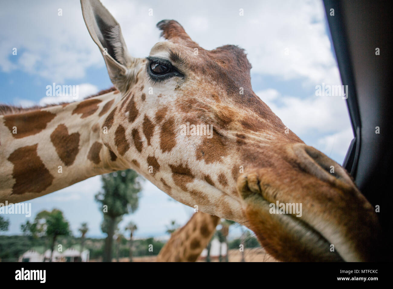 Safarianimals hi-res stock photography and images - Alamy