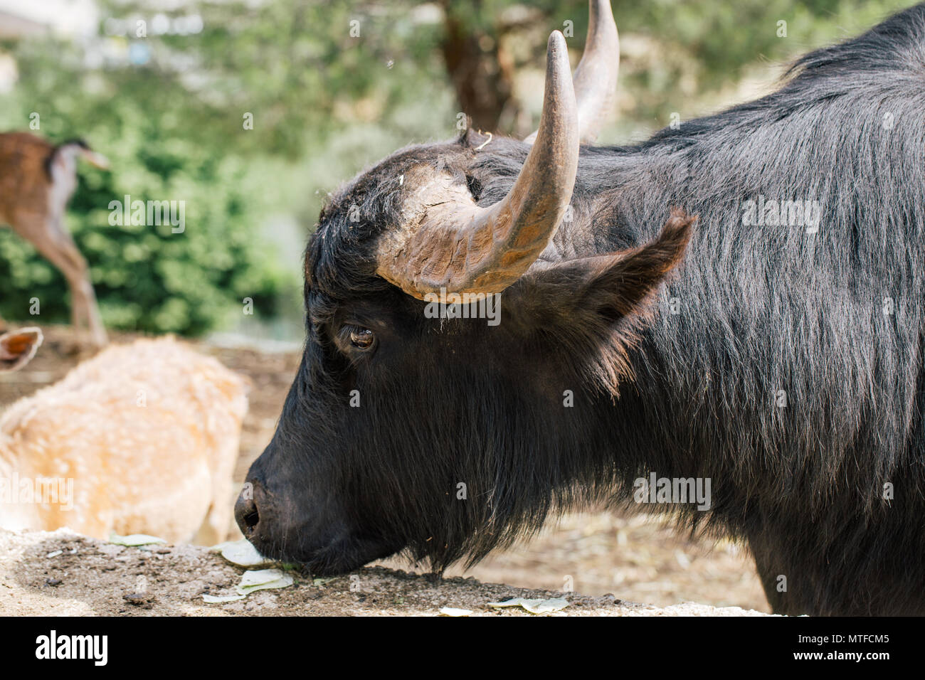 Black Buffalo in Fasano apulia Italy Stock Photo - Alamy