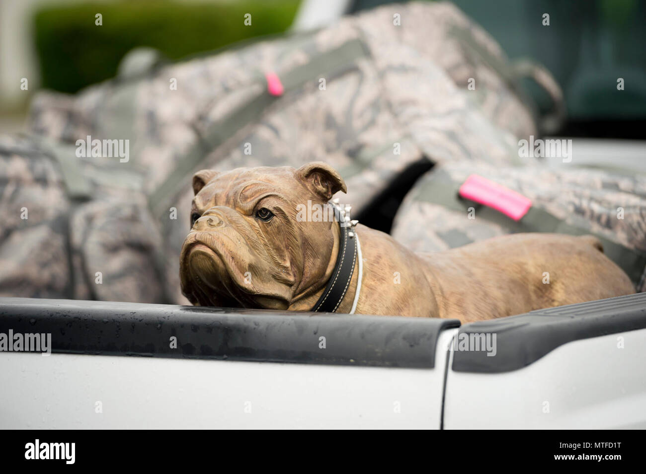 Port dawg hi-res stock photography and images - Alamy