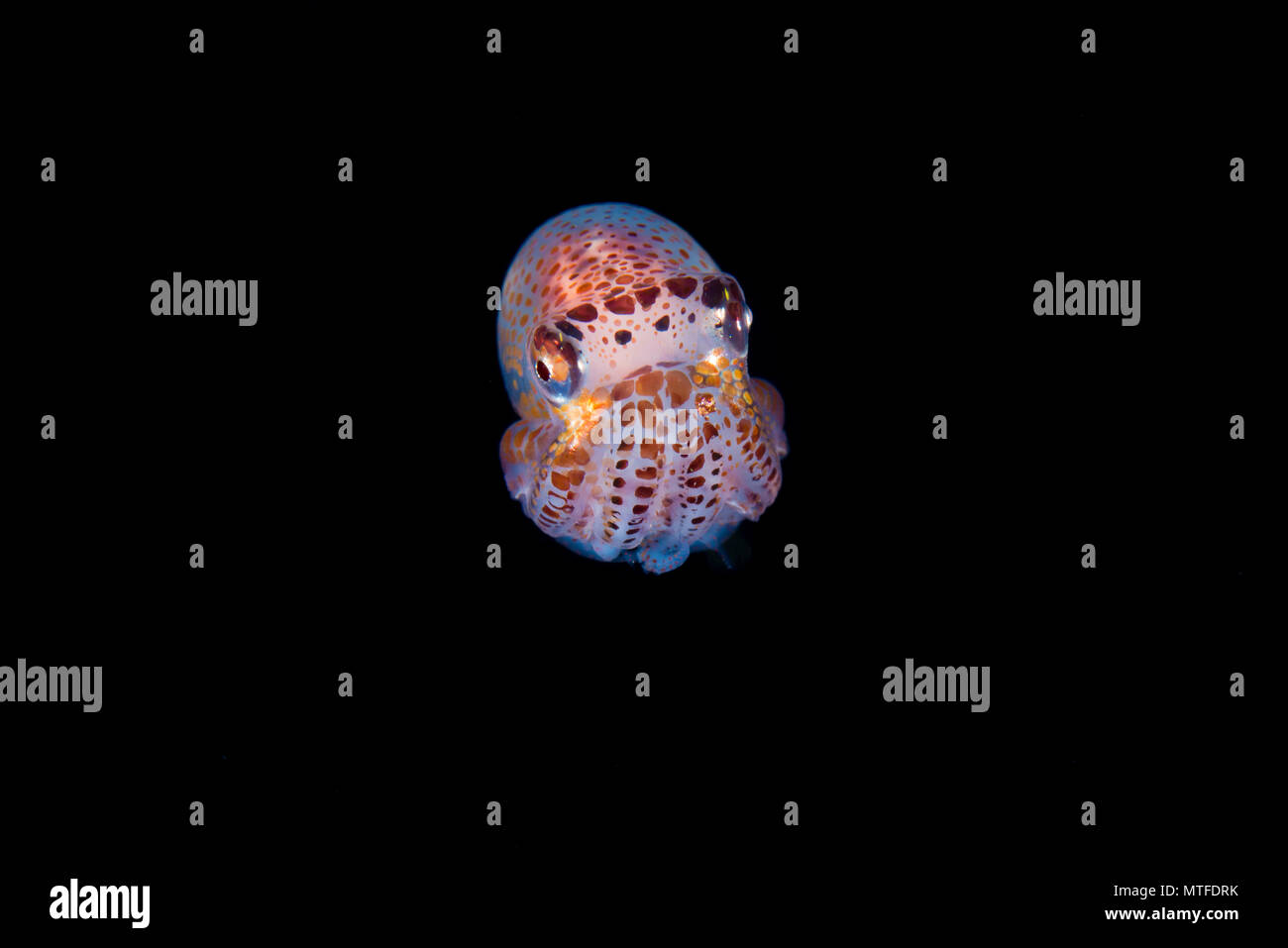 Octopus baby sea hi-res stock photography and images - Alamy