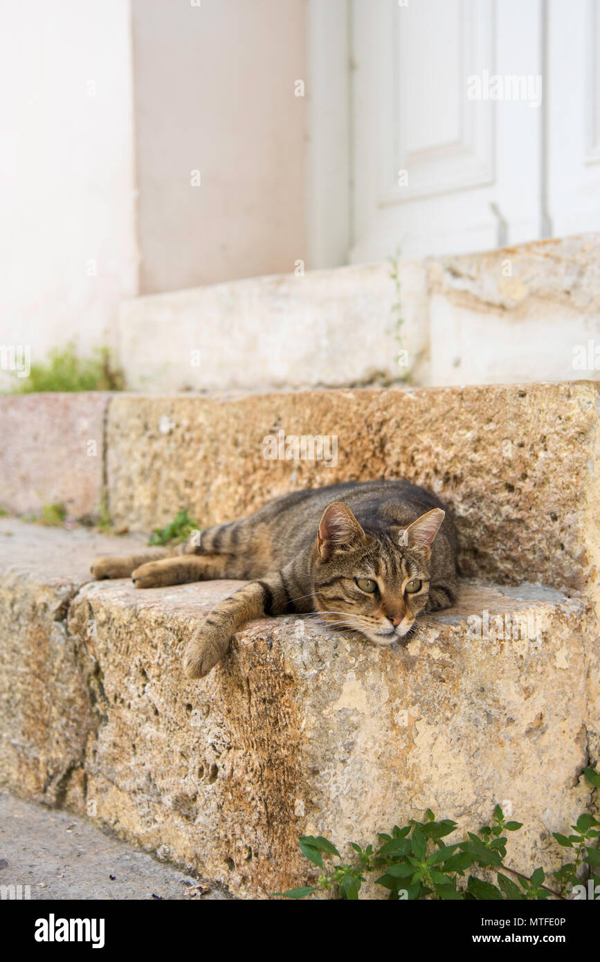 Cat resting on a doorstep in the Plaka neighborhood of Athens, Greece ...
