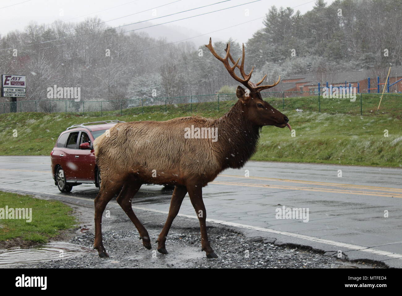 Bull Elk crossing the street in Cherokee, North Carolina. Taken nearby ...