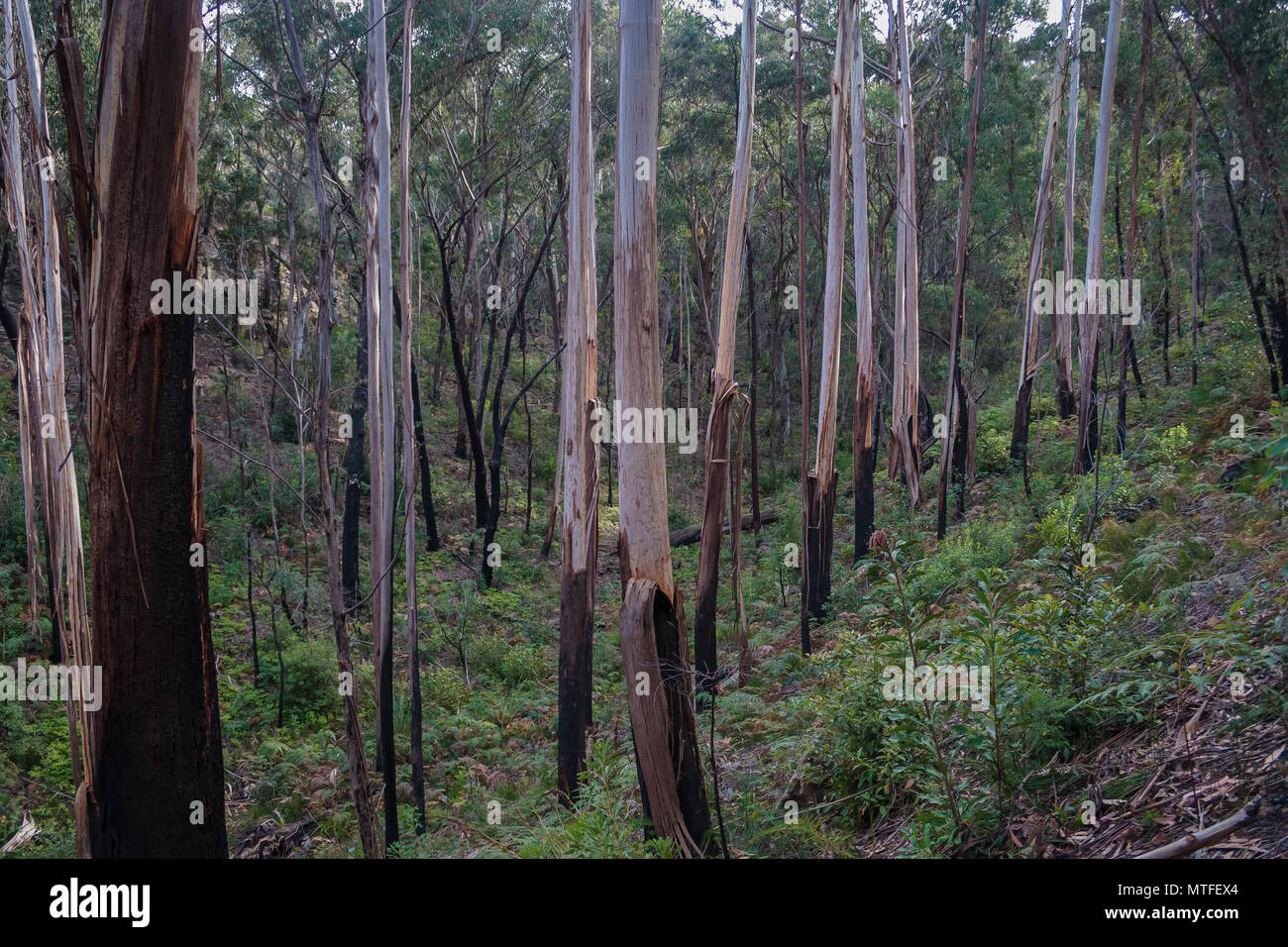 Australian gum trees in the forest Stock Photo - Alamy