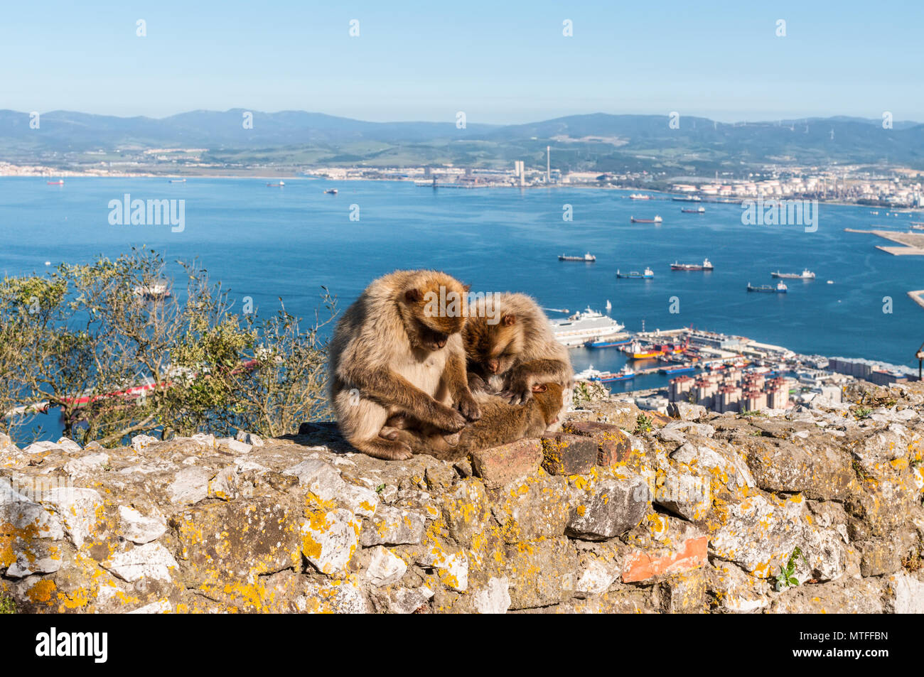 Famous wild macaques that are relaxing in Gibraltar Rock. The Gibraltar ...