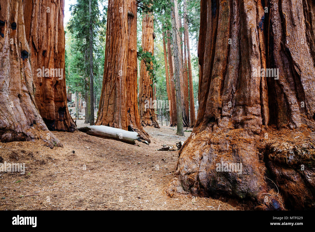 Sequoias forest in summer season Stock Photo - Alamy