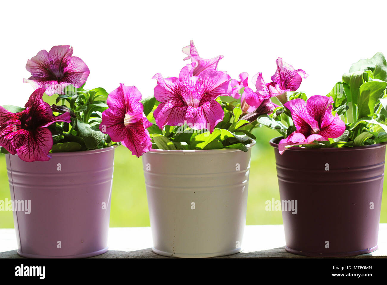 Pink beautiful petunia flower in pot. petunia growing in balcony Stock ...