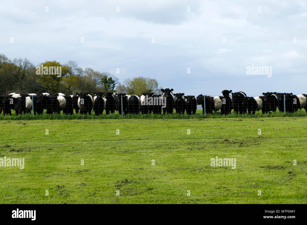 Galloway black angus beef cattle hi-res stock photography and images ...