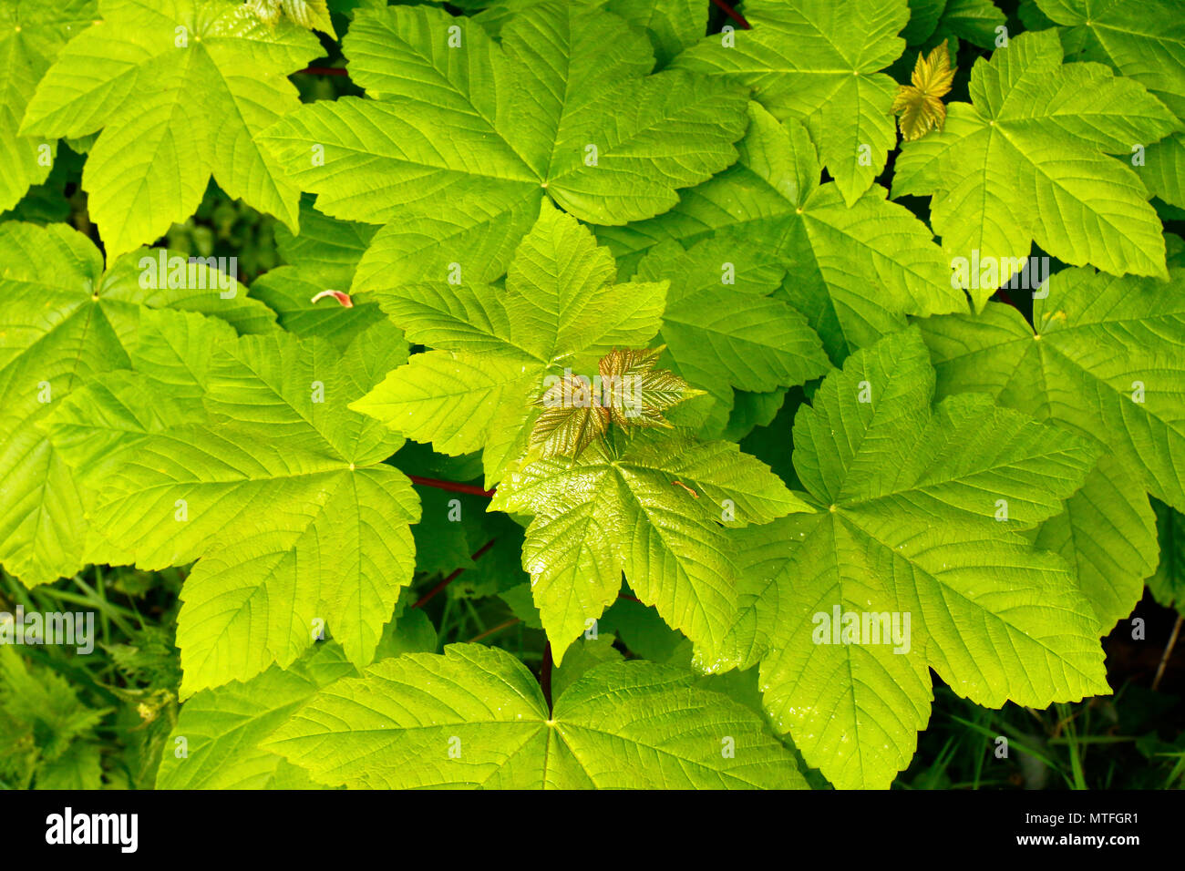 Sycamore hedge hi-res stock photography and images - Alamy