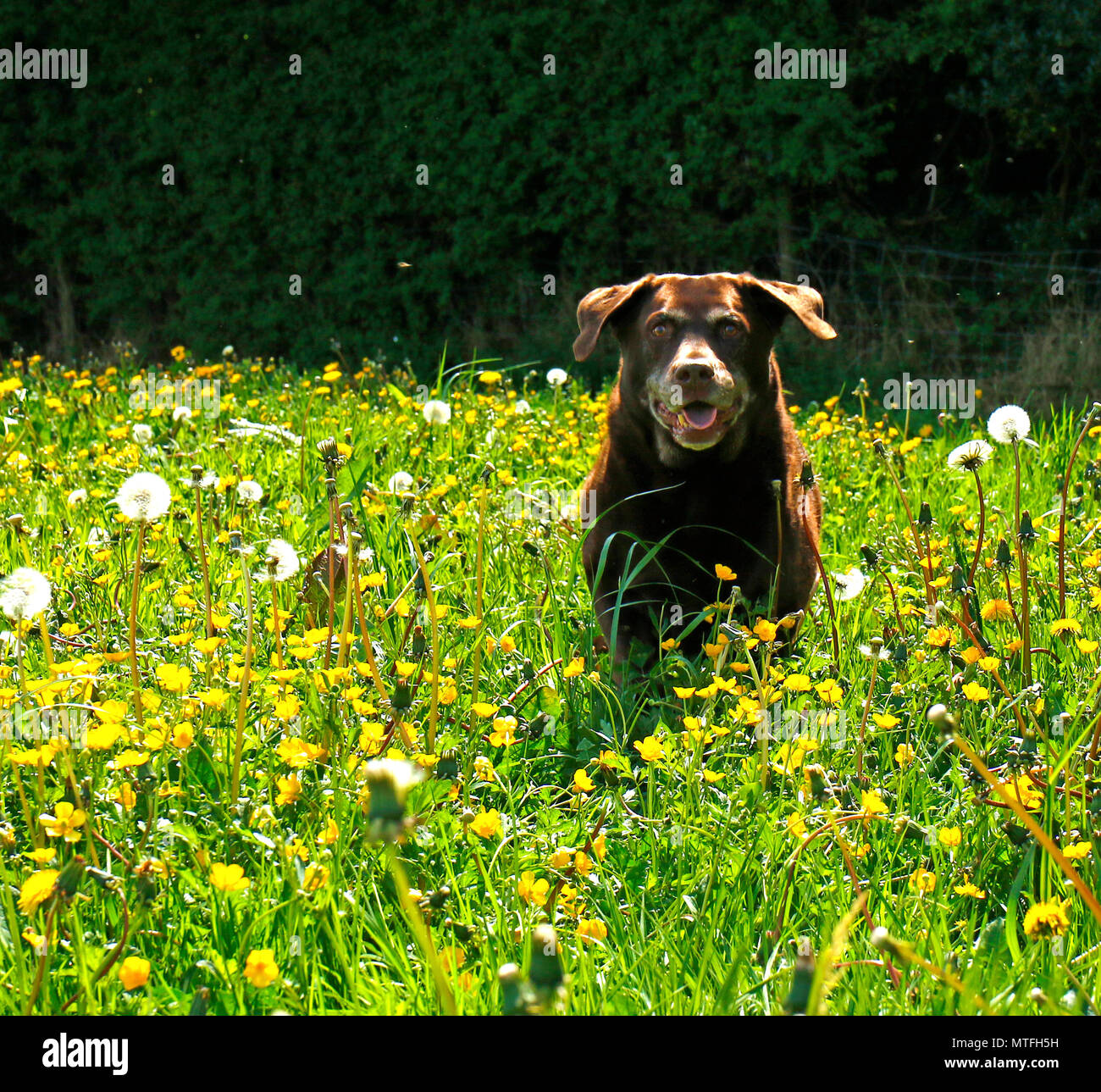 Chocolate Labrador enjoying spring in the buttercups Stock Photo - Alamy