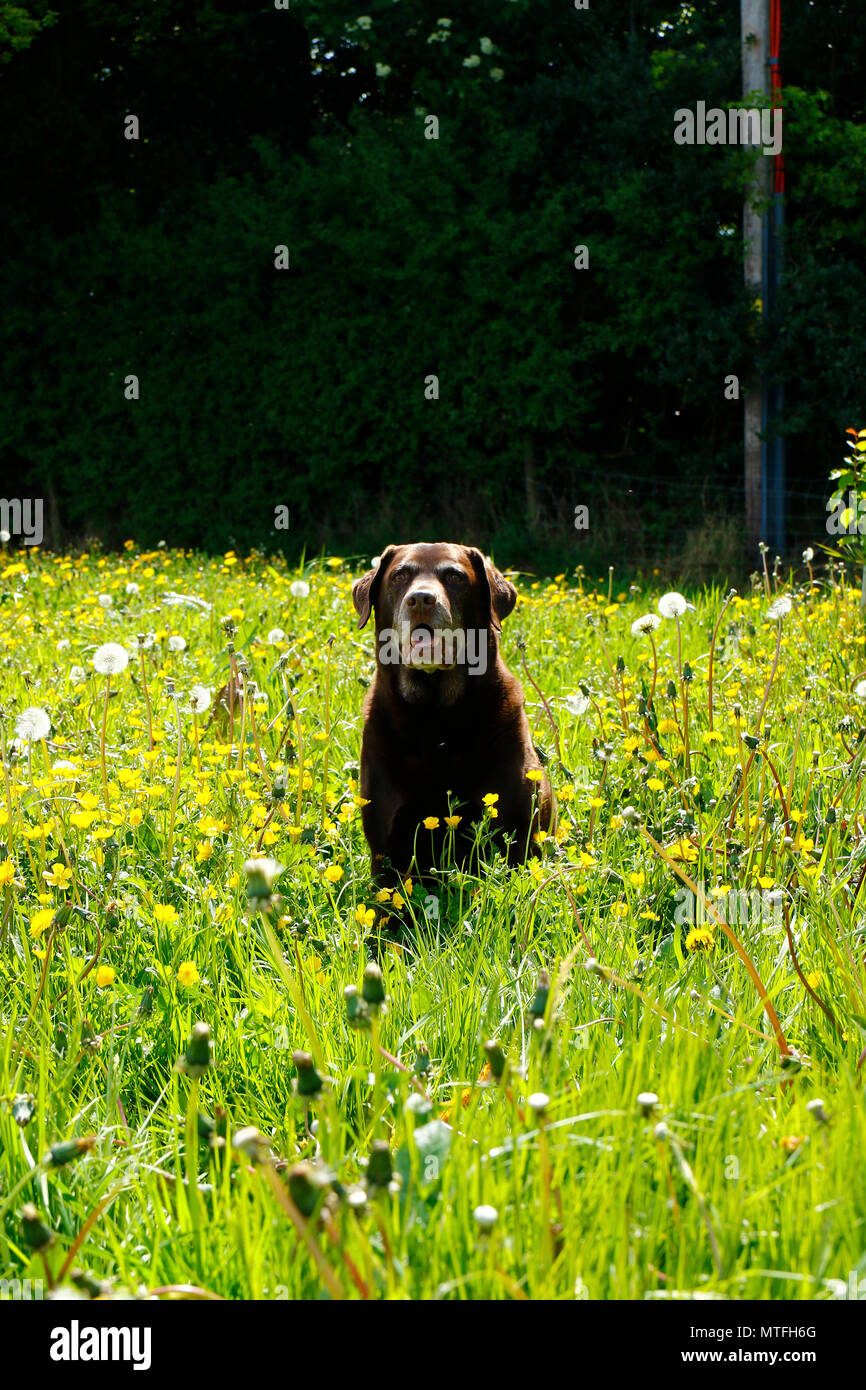Chocolate Labrador enjoying spring in the buttercups Stock Photo - Alamy