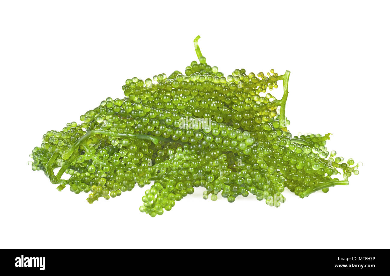 Sea grapes ( green caviar ) seaweed on white backgroun Stock Photo - Alamy