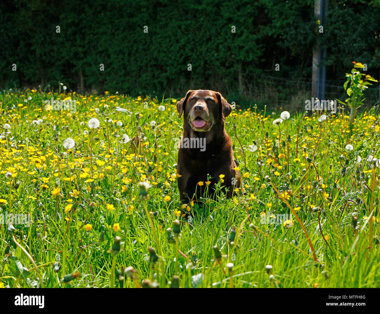 Chocolate Labrador enjoying spring in the buttercups Stock Photo - Alamy