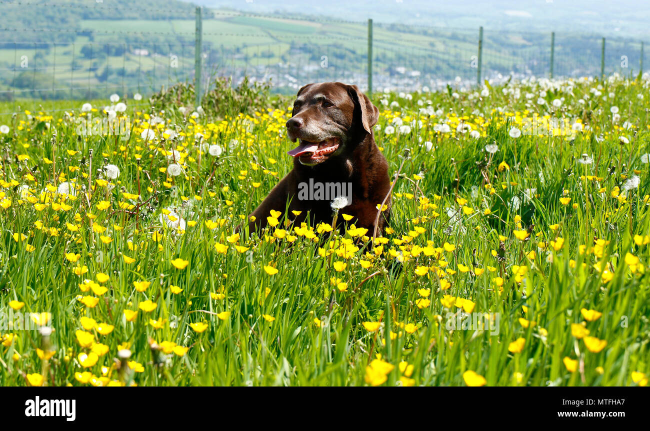 Chocolate Labrador enjoying spring in the buttercups Stock Photo - Alamy