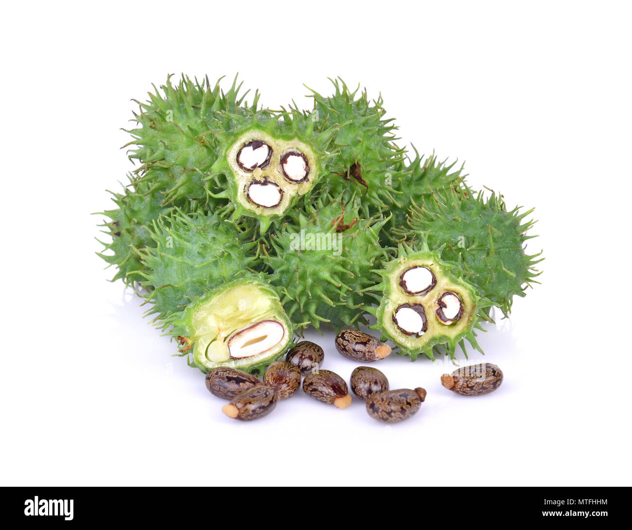 Castor on white background Stock Photo - Alamy