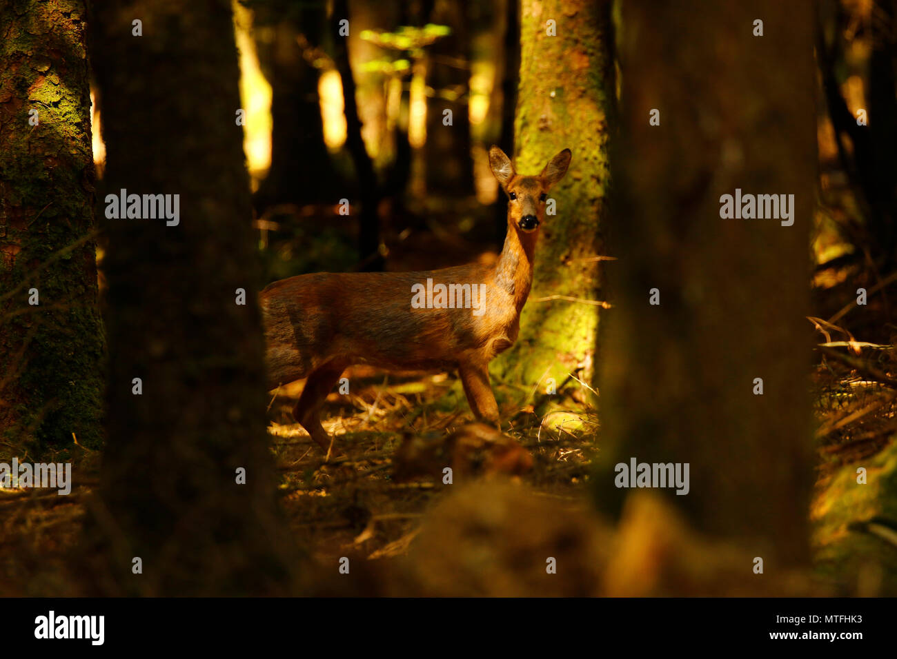 Stunningly beautiful Roe doe deep in the woods caught in the early ...