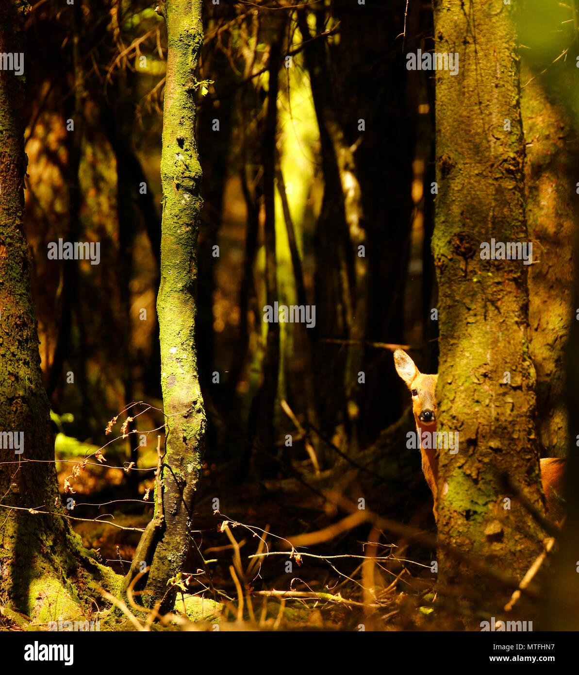 Happy roe deer hi-res stock photography and images - Alamy
