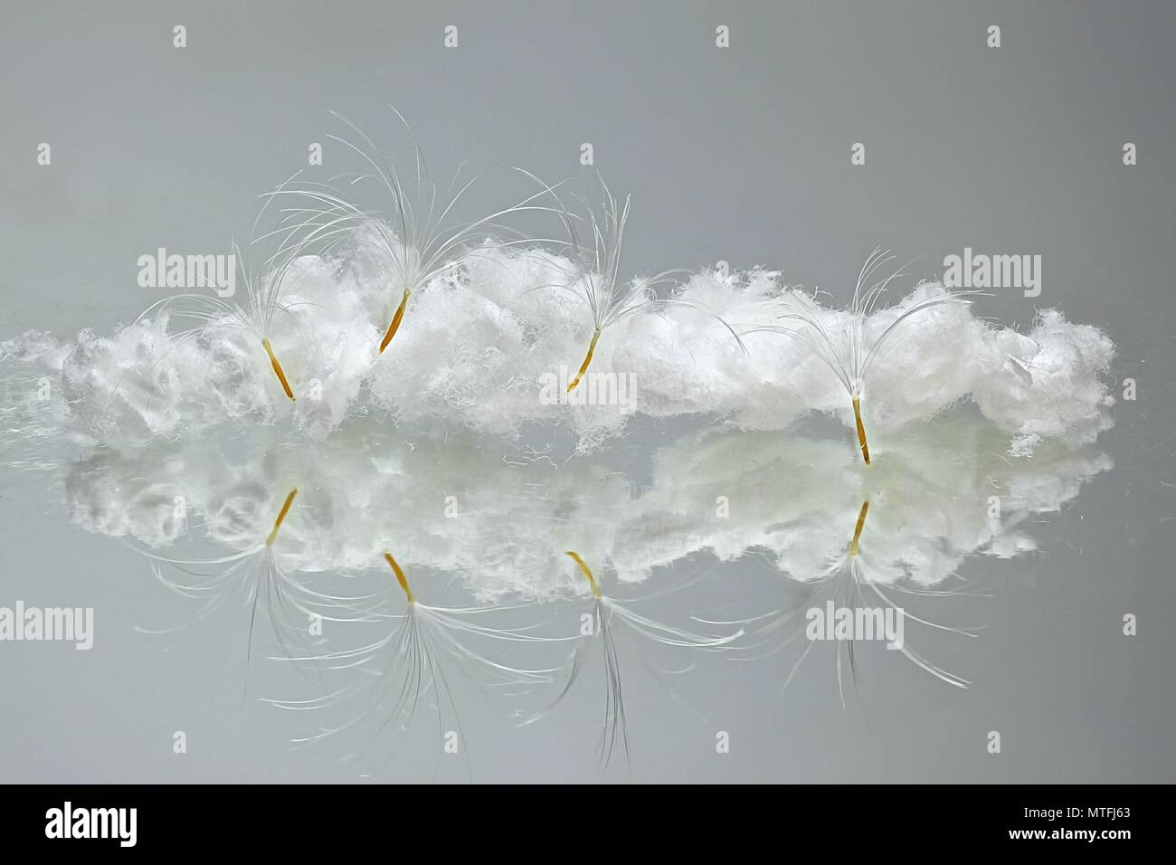 Cellulose fiber paper fibers hi-res stock photography and images - Alamy