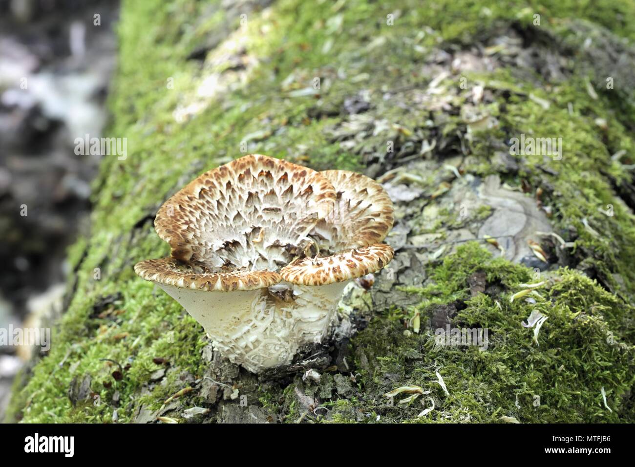 Dryad's saddle, also called pheasant's back mushroom, Polyporus ...