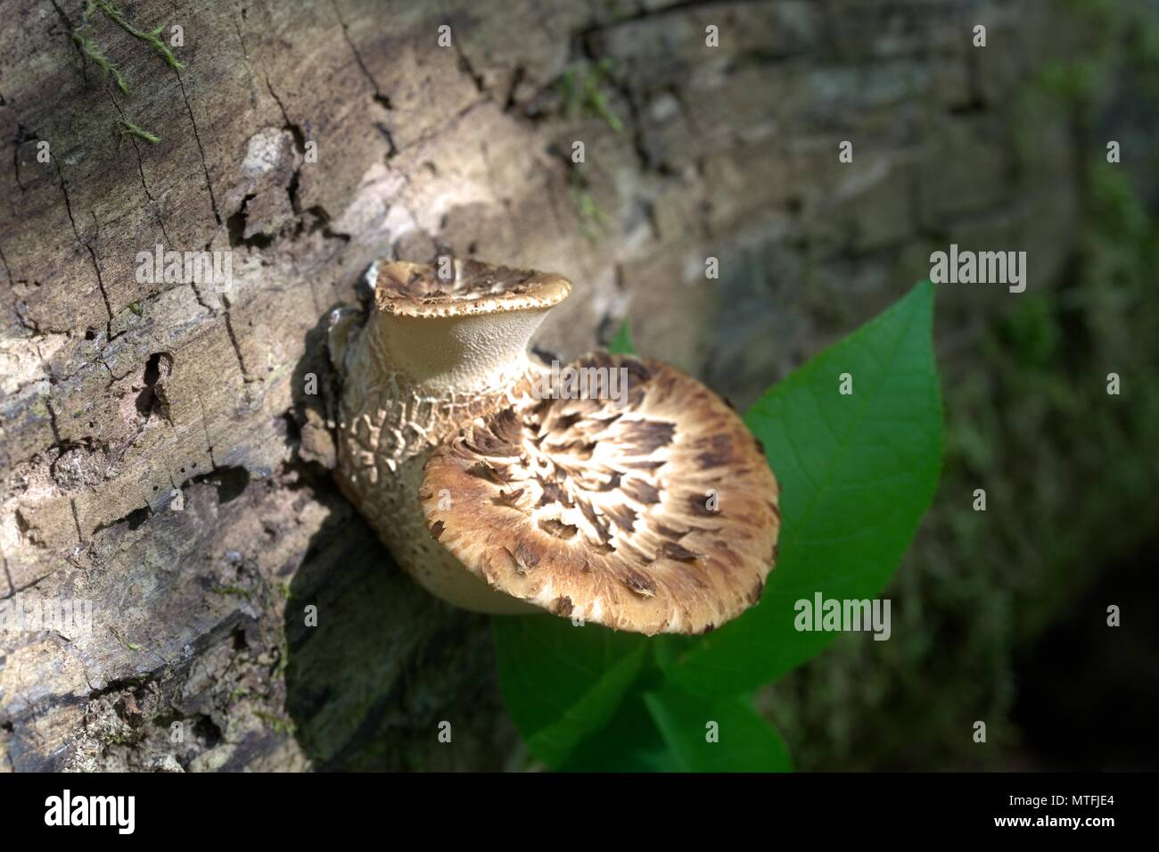 Pheasants back mushroom hi-res stock photography and images - Alamy
