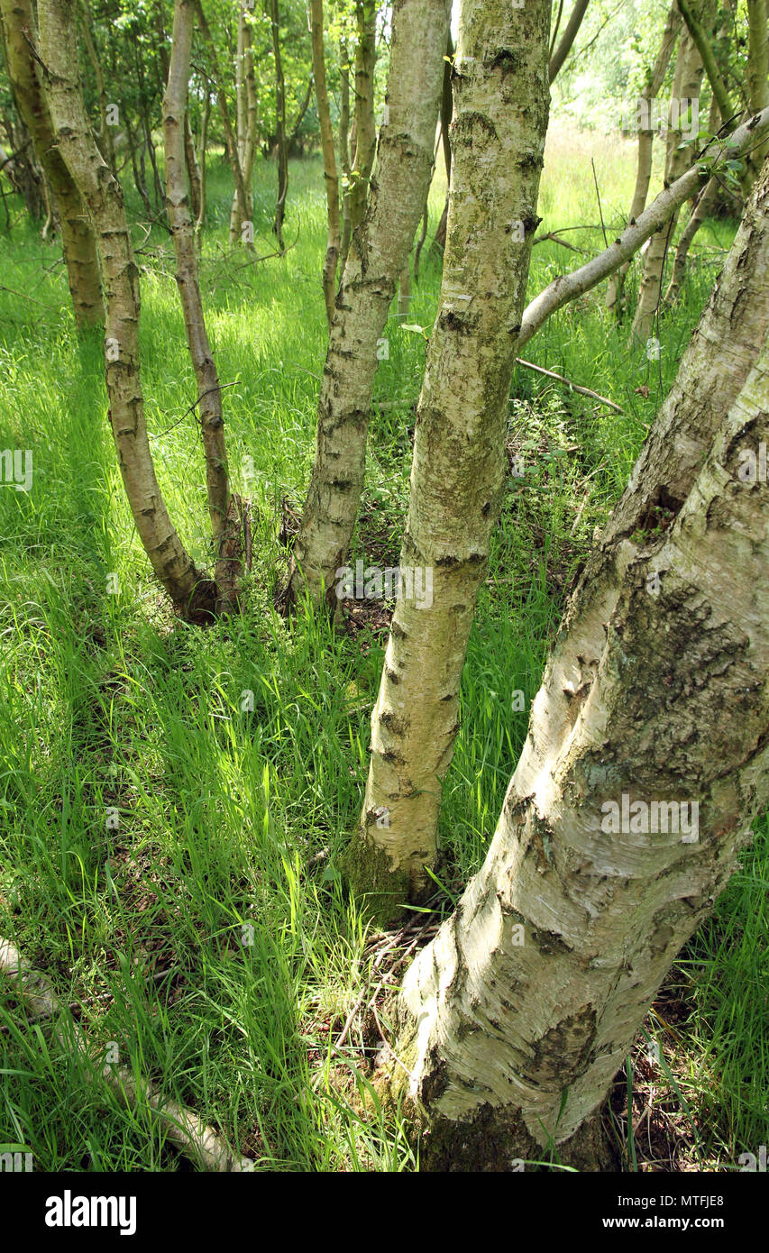 birch woods Walberswick Suffolk Stock Photo - Alamy