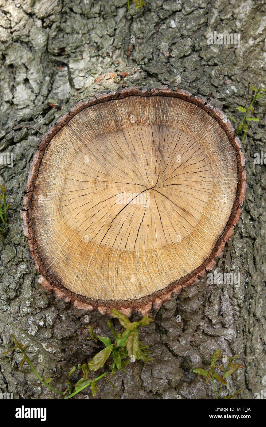 Pruning of pollarded hi-res stock photography and images - Alamy