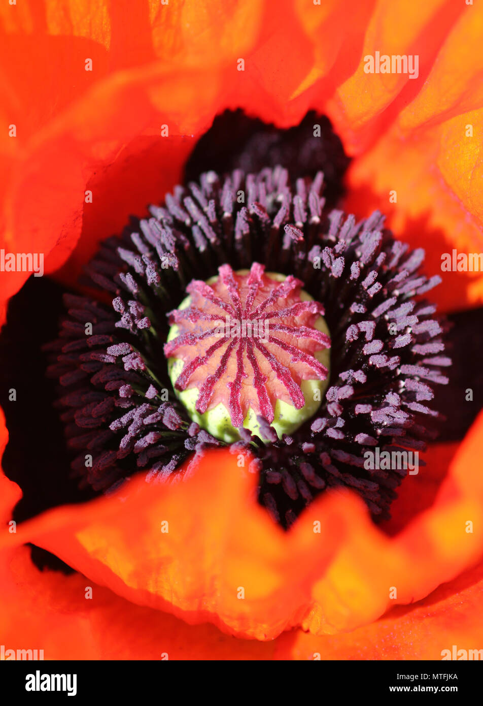 Red poppy interior hi-res stock photography and images - Alamy