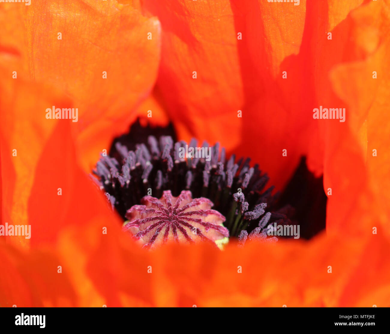 Red poppy interior hi-res stock photography and images - Alamy
