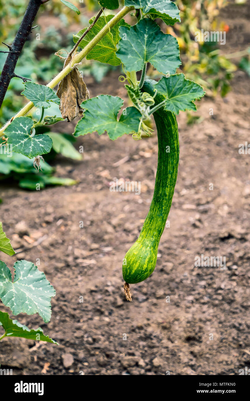 Growing organic zucchini hanging with raindrops in the vegetable garden ...