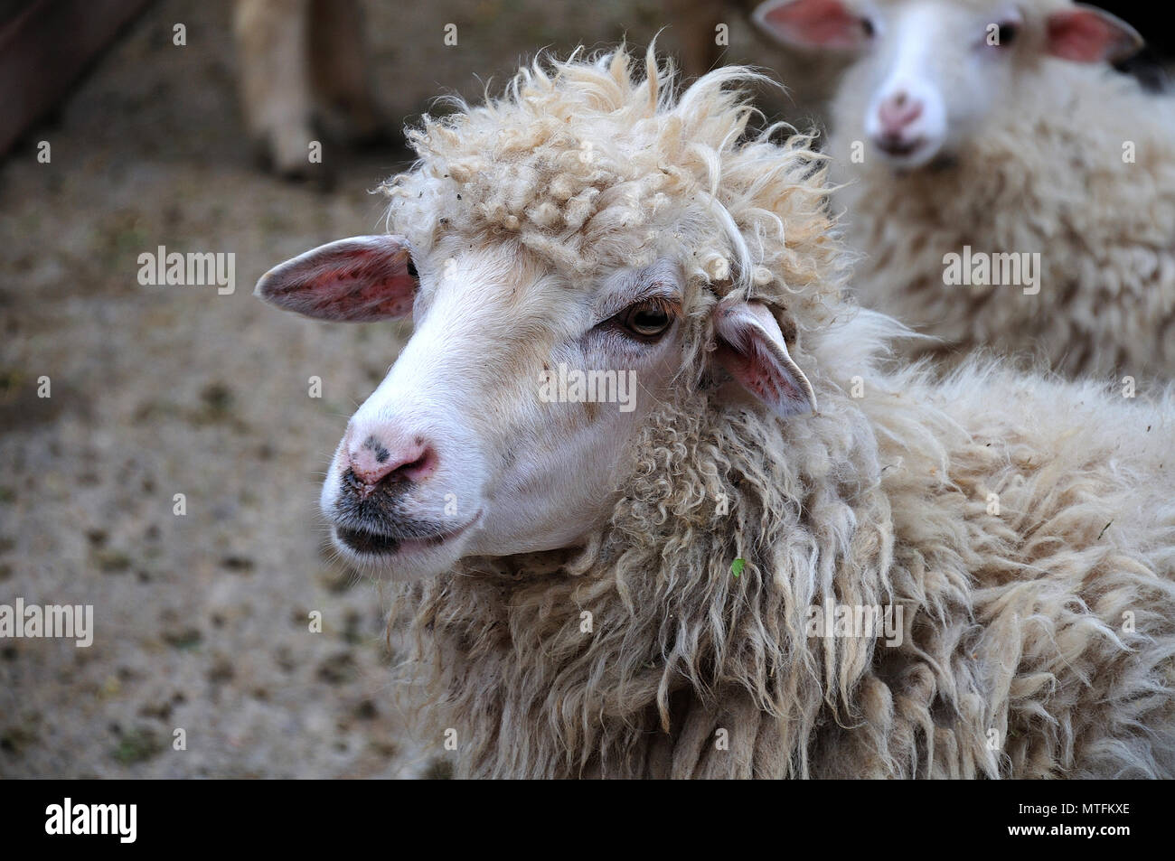 Scraggly hi-res stock photography and images - Alamy