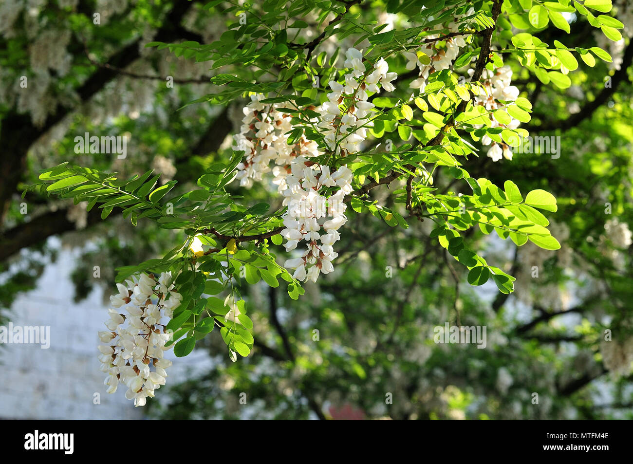 flowering robinia pseudoacacia, a deciduous tree with pinnate leaves at ...