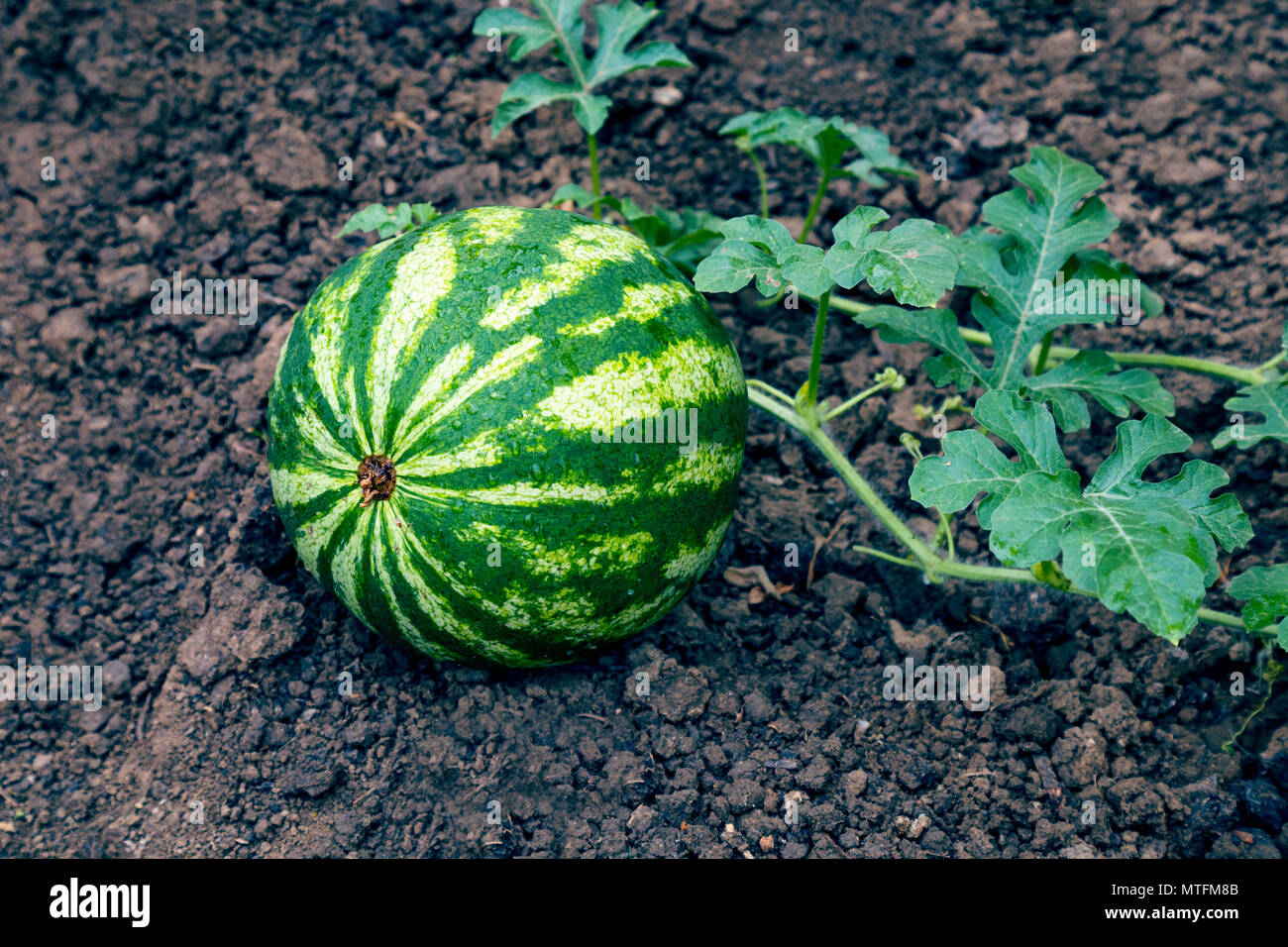 Growing striped watermelon in the garden with raindrops. Color grading ...