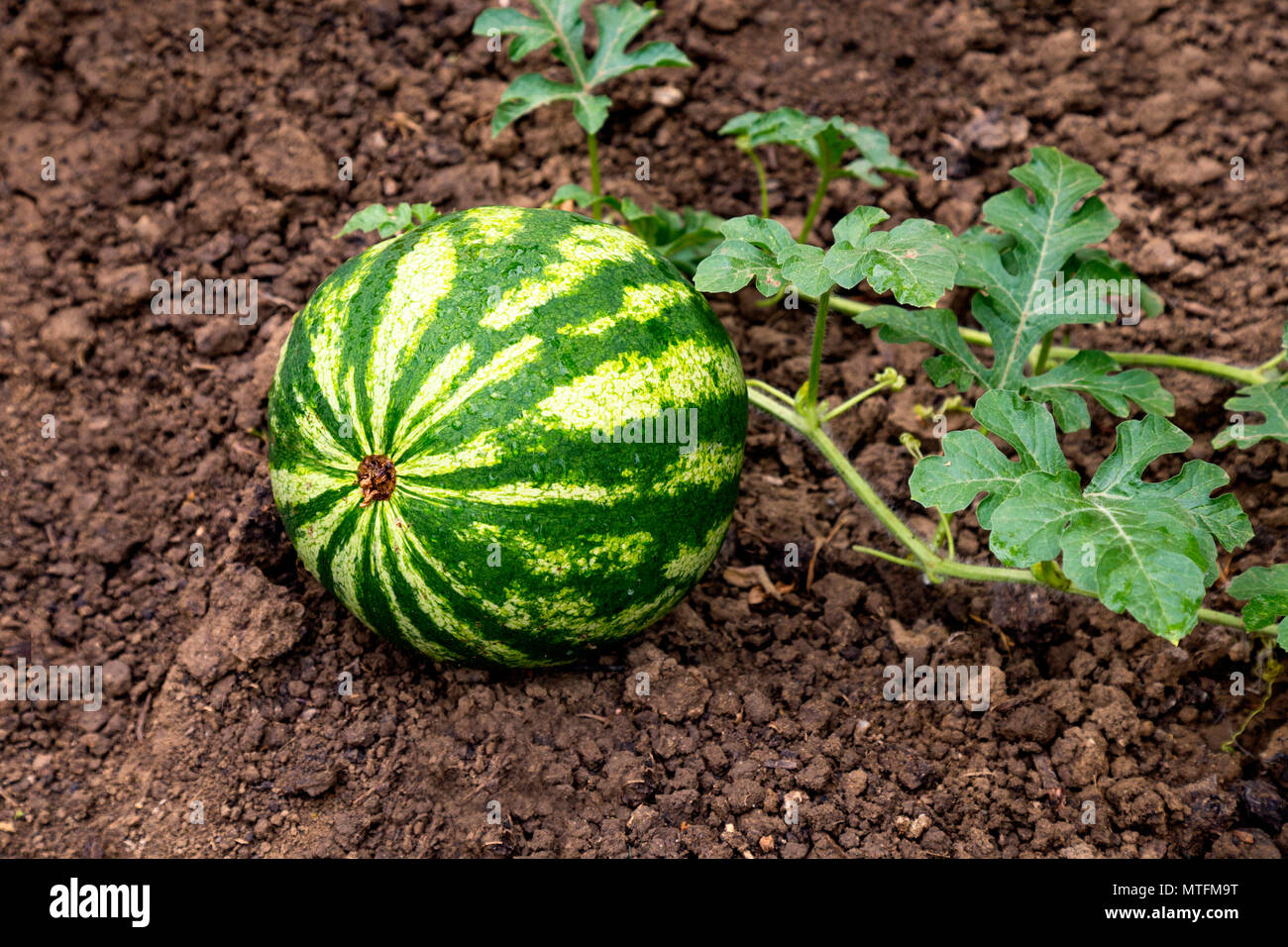 Growing striped watermelon in the garden with raindrops. Color grading ...