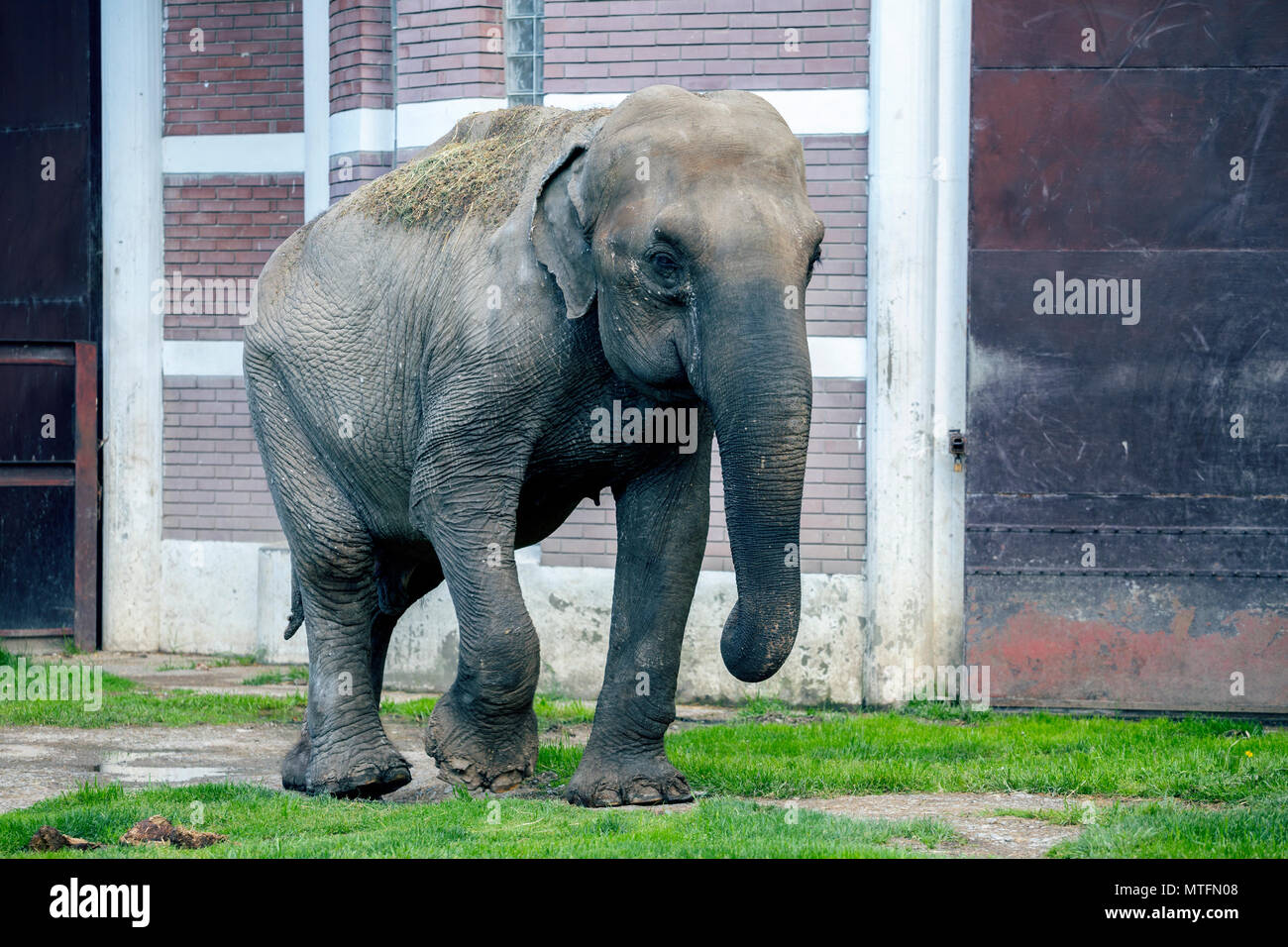 One elephant in Belgrade zoo walking, Serbia Stock Photo - Alamy