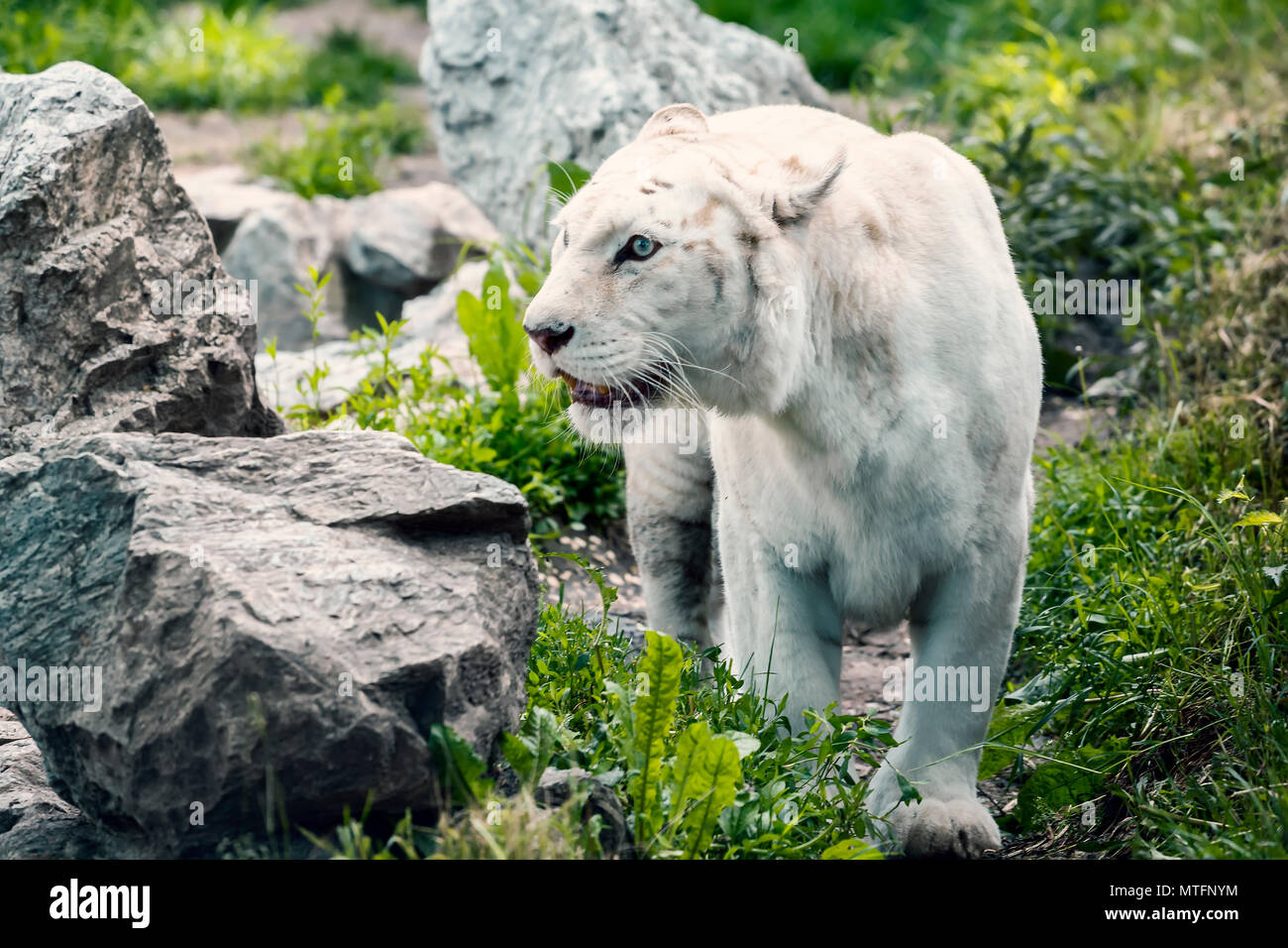 White tiger walking at Belgrade Zoo, Serbia. Color effect Stock Photo ...