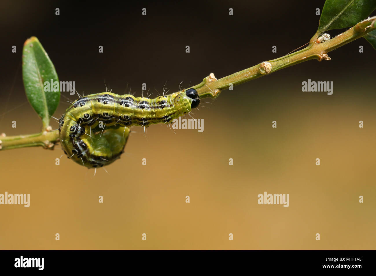 Boxwood plant black and white hi-res stock photography and images - Alamy