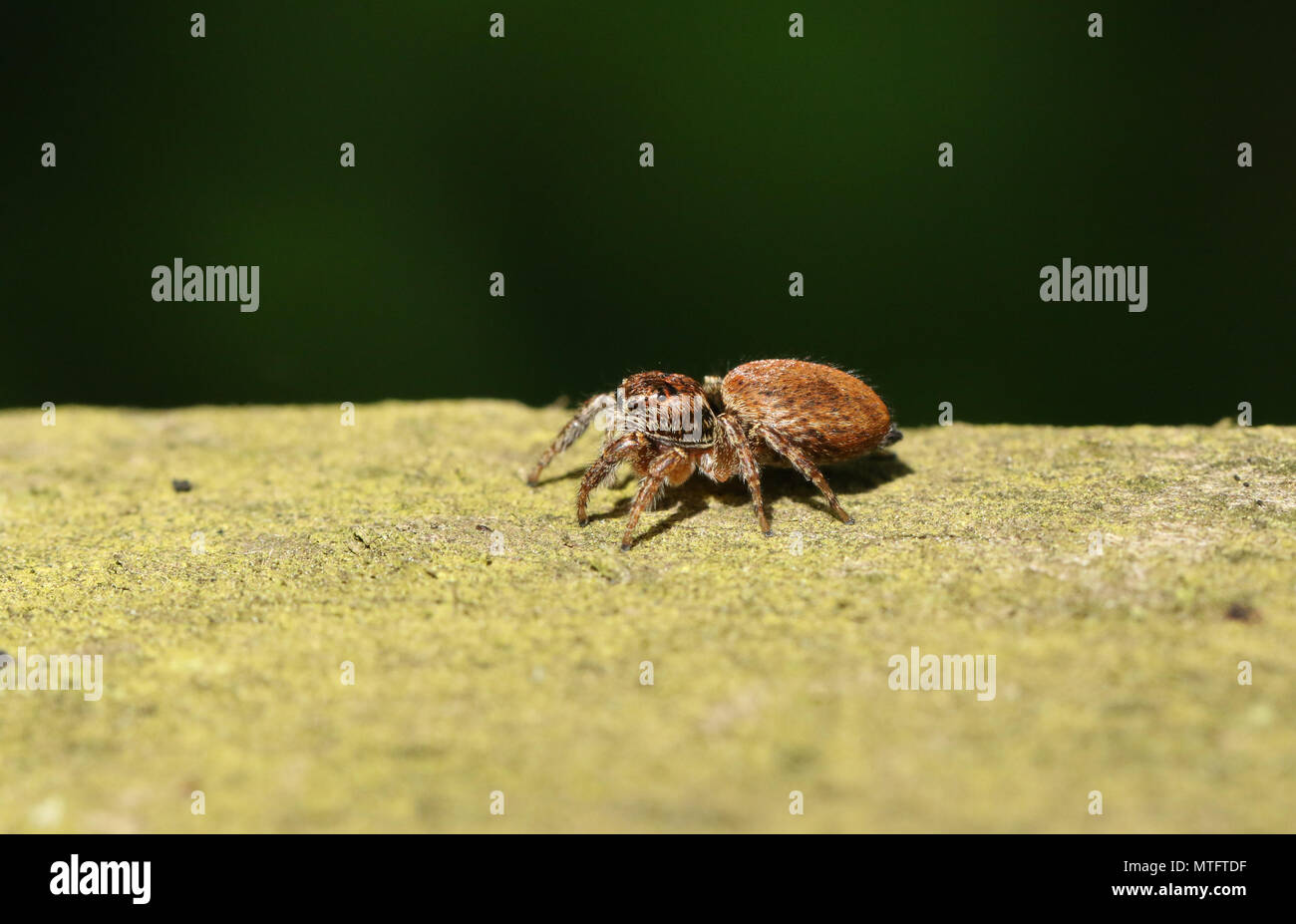Evarcha Falcata, High Resolution Stock Photography and Images - Alamy