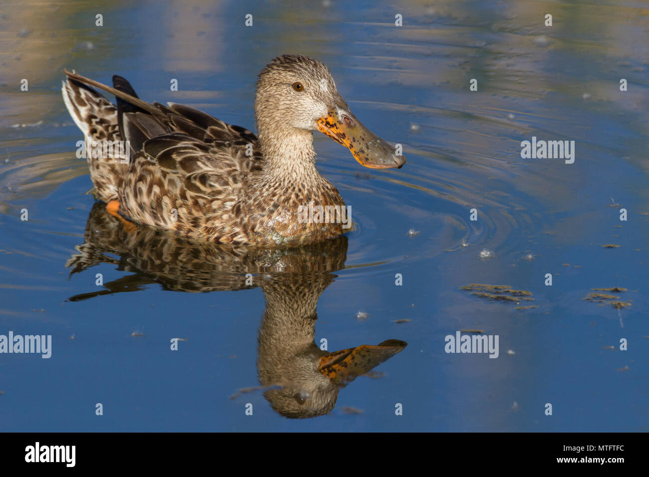 Hen Shoveler