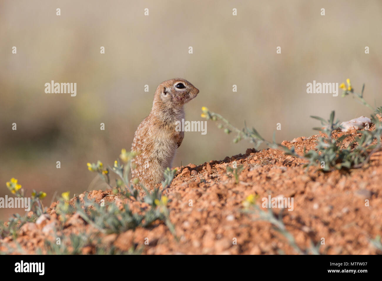 Spotted Ground Squirrel